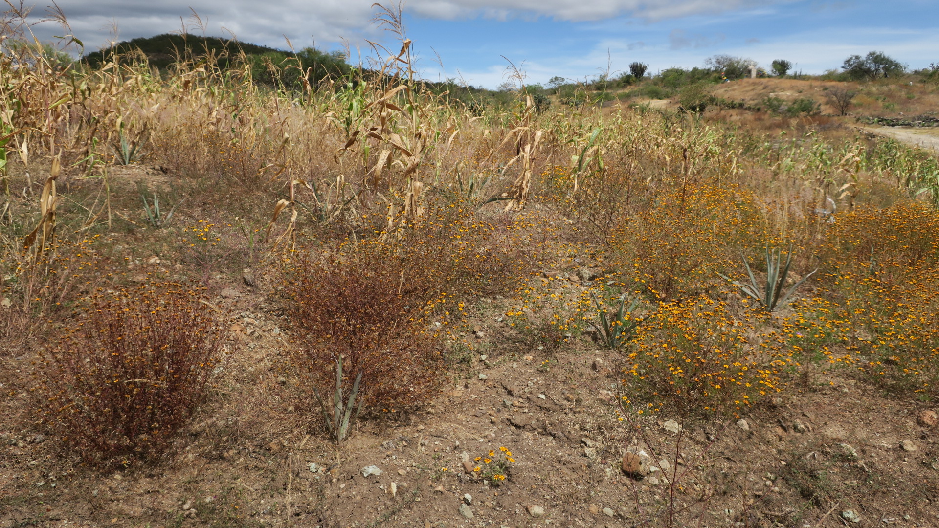 5) Milpa: Traditional agriculture of the Americas